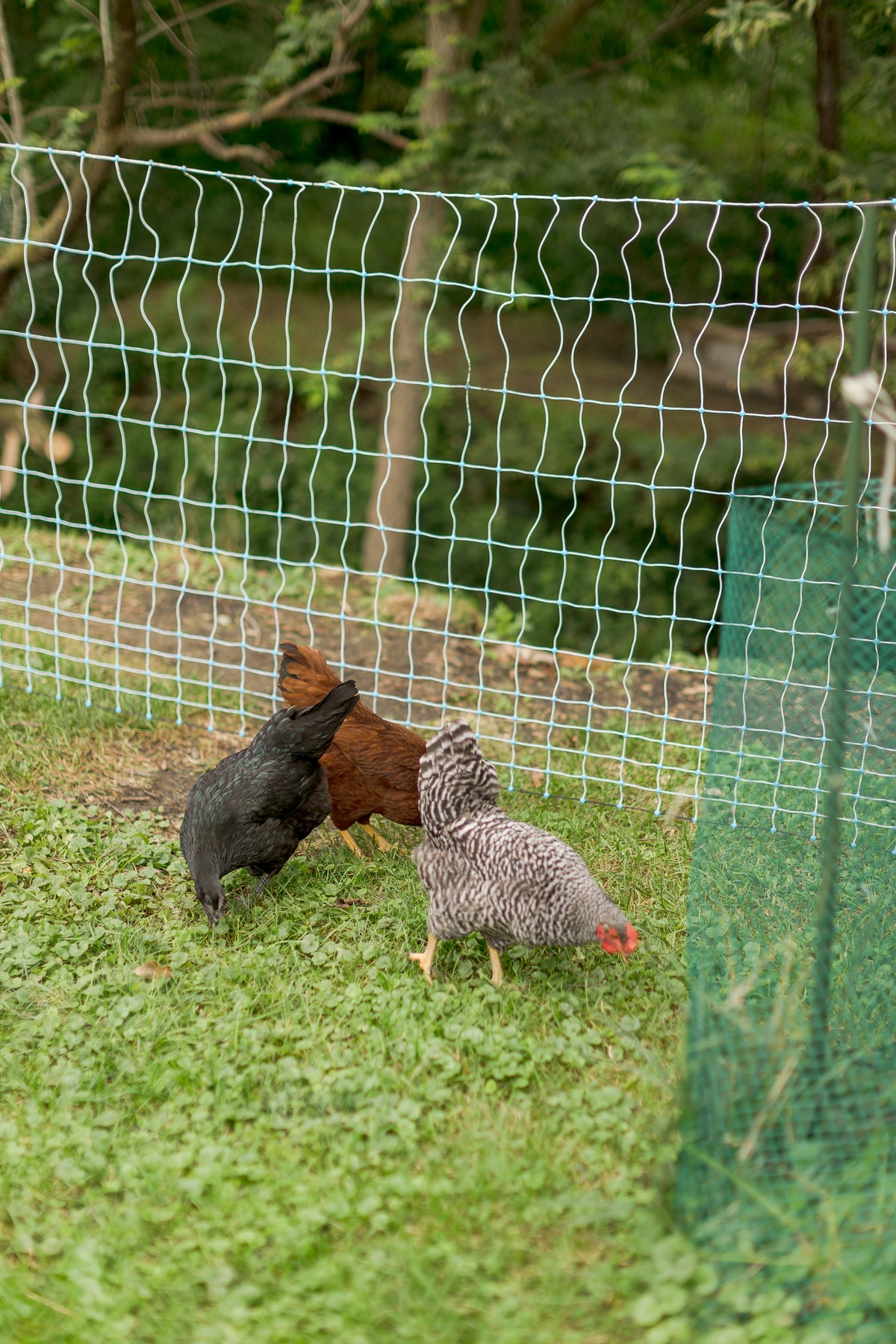 Poultry Paradise: Starkline Net